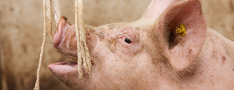 Veterinary laboratory tests